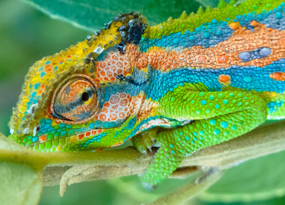 Cape Dwarf Chameleon | The Life of Animals