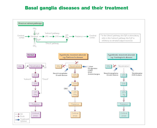Basal Ganglia Diseases And Their Treatment - pediagenosis