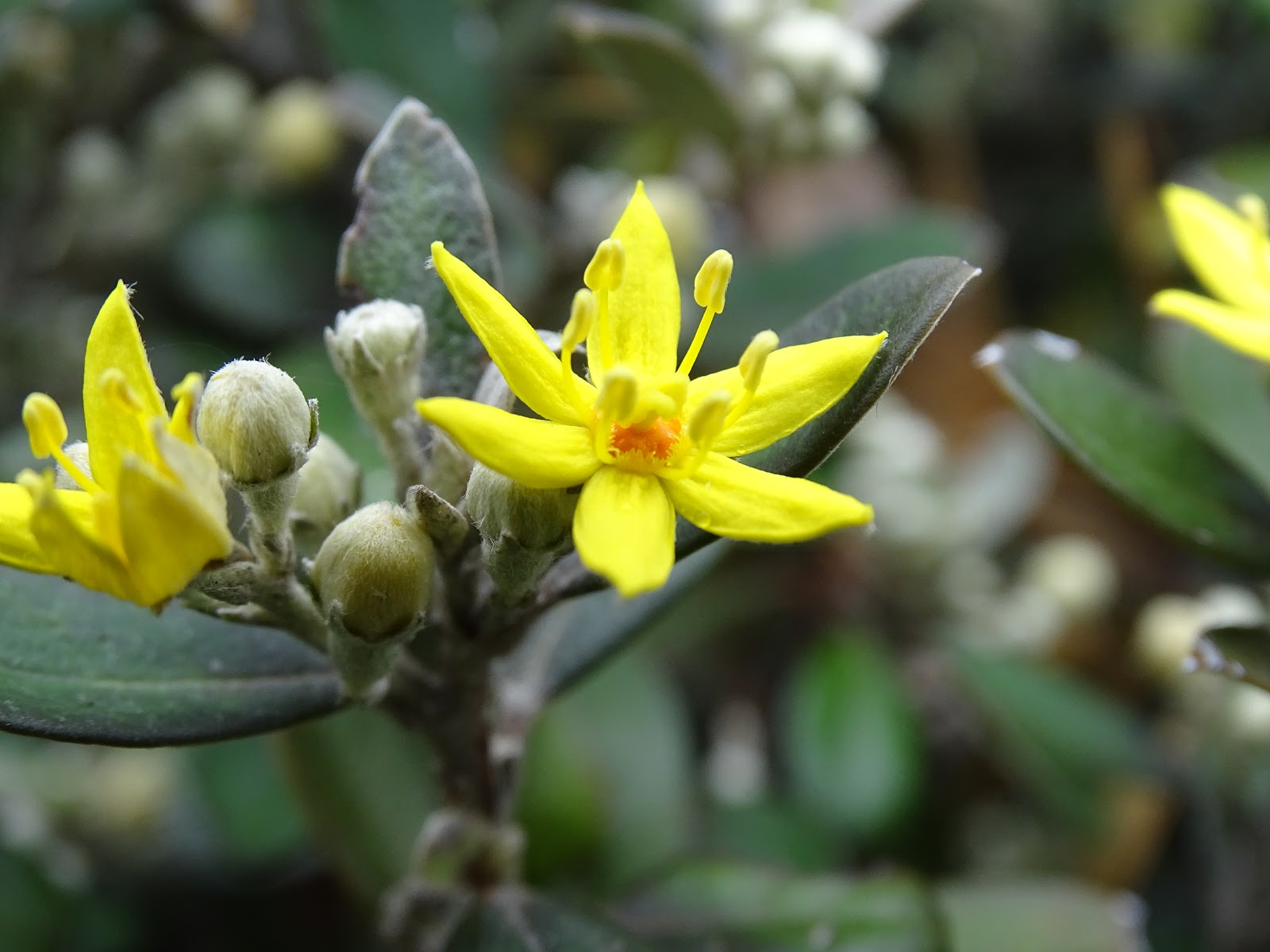 Trees For Canterbury: Corokia Frosted Chocolate.
