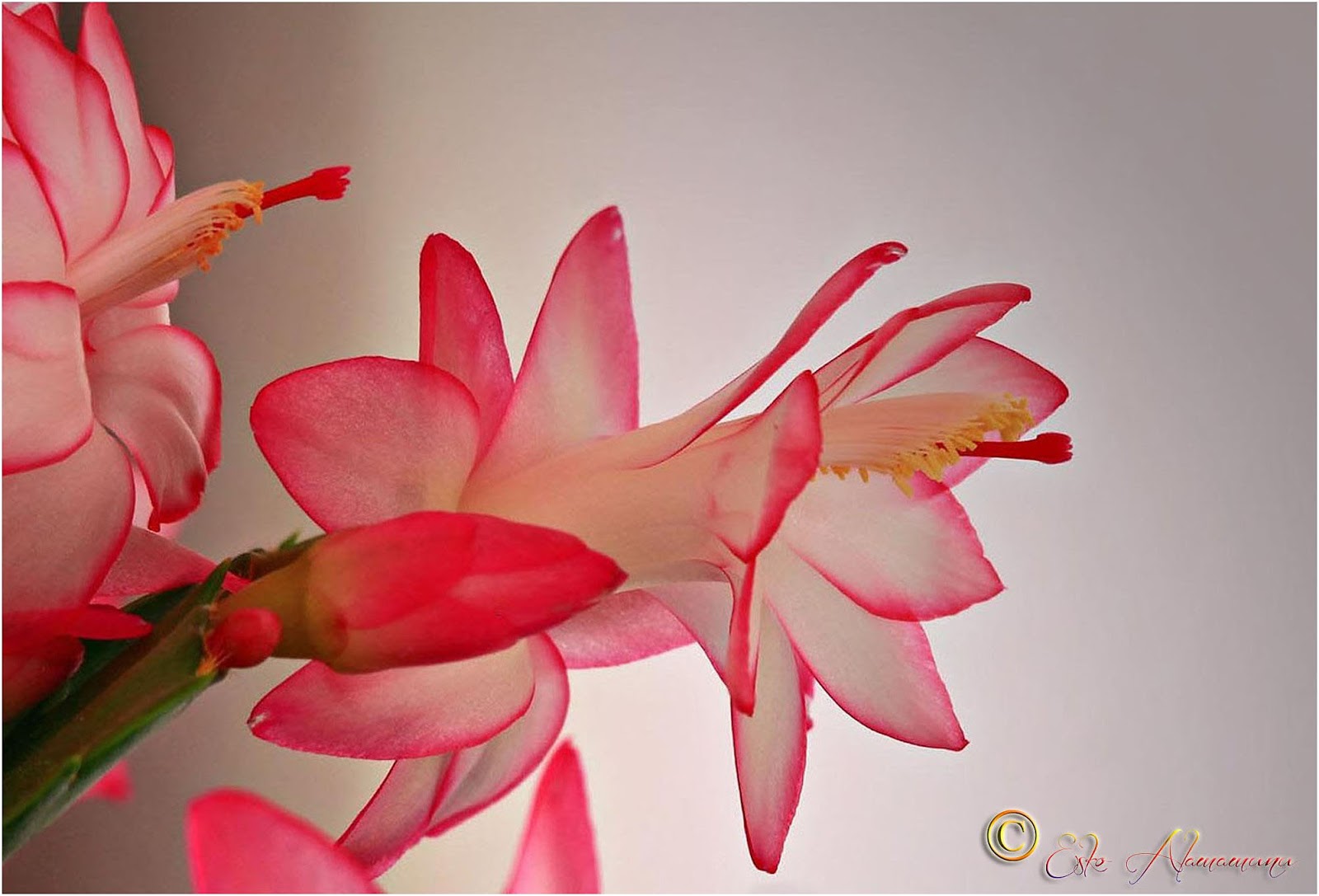 Eko-Kuvia: Katse 'taustaan'...