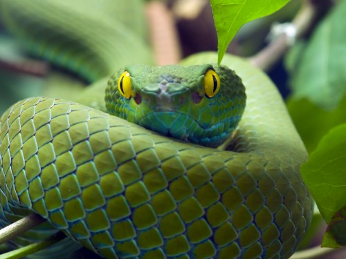 Animales verdes - Imagui