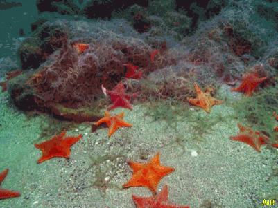 EKOGEO: BINTANG LAUT : INVERTEBRATA UNIK DI DASAR LAUT