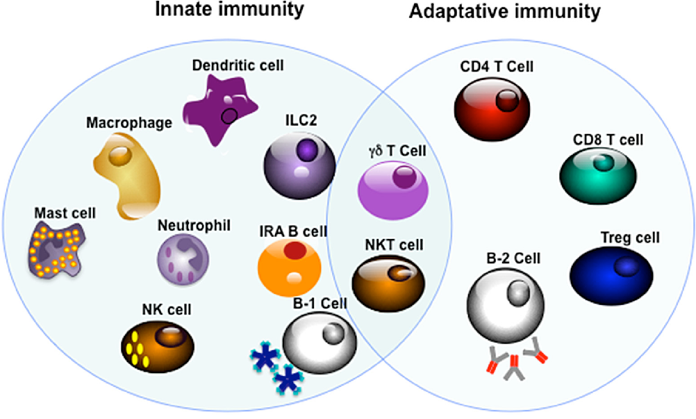醫學院學生應該知道: 免疫細胞（Immune cells）