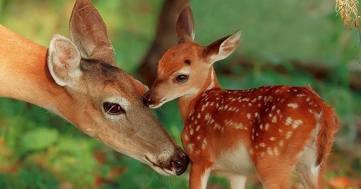 French Vocabulary Illustrated: faon