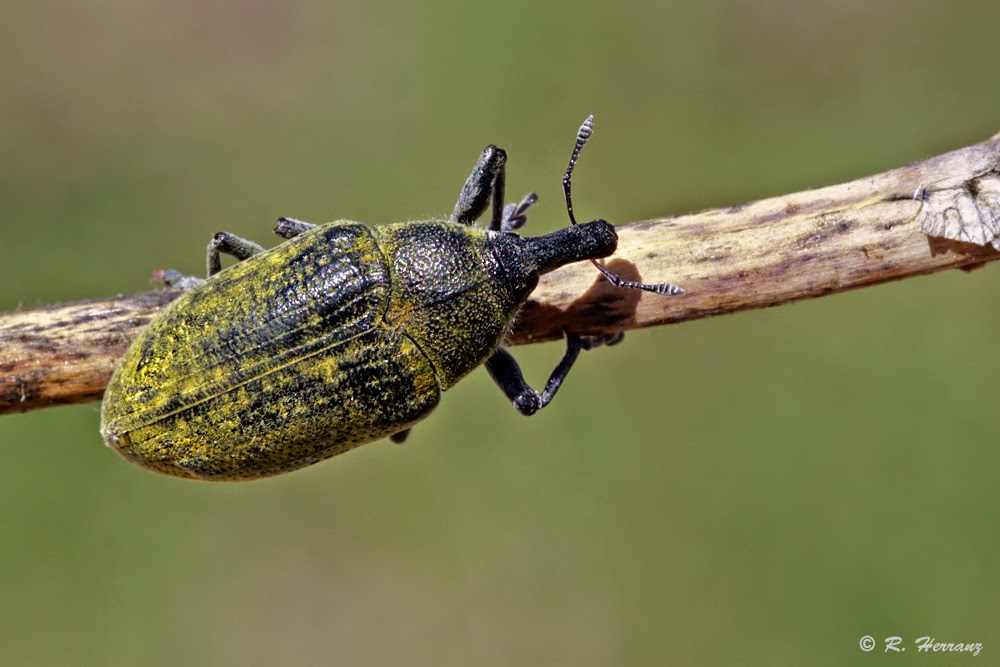 fotosricardo-h: GORGOJOS (COLEÓPTERA : CURCULIONOIDEA) II - Weevils II