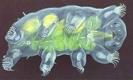 Science Sundays: Water Bears ~ Makeupscience!