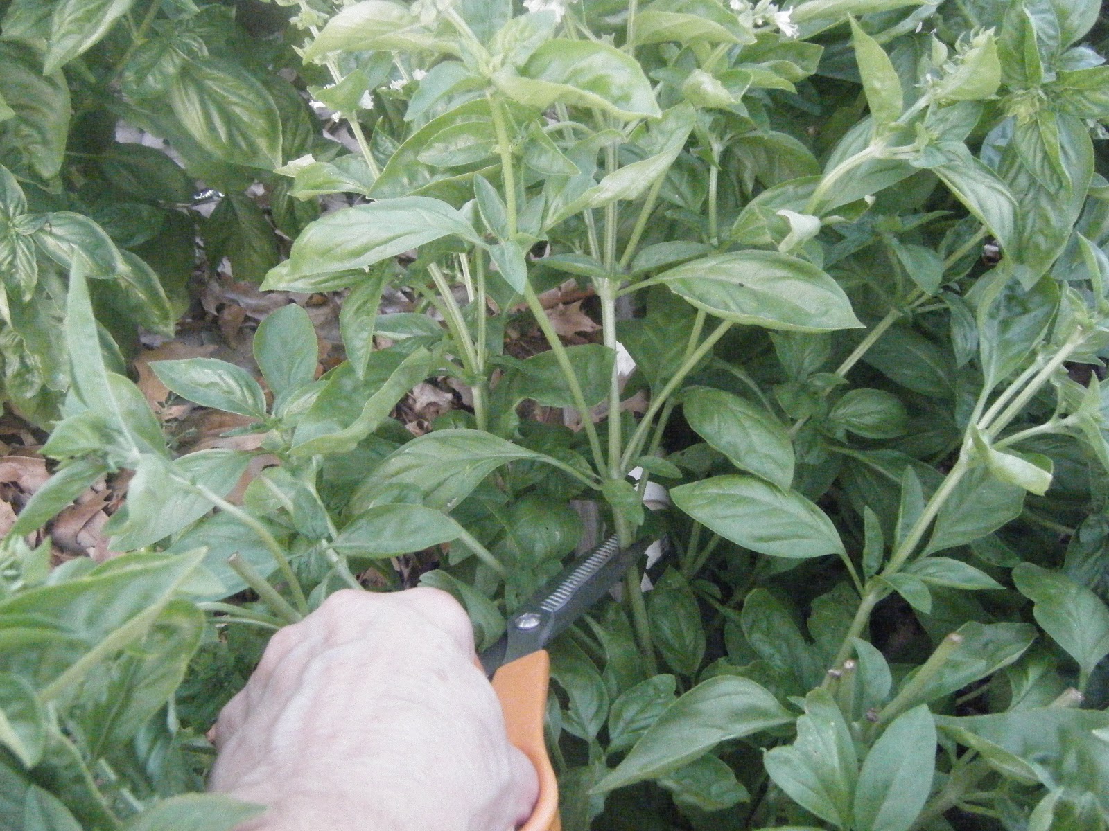 Windy Acres Diary: Overgrown Basil