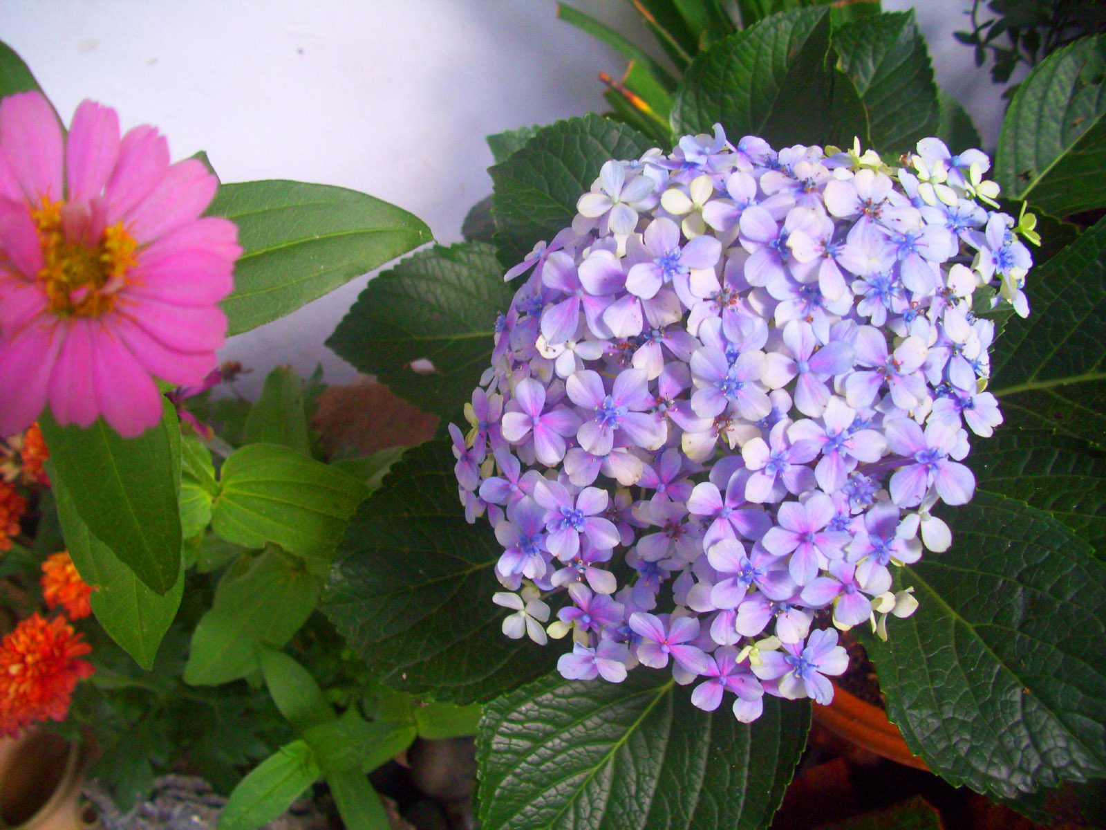 Kawanimut: Tips dan Trik Merawat Tanaman Bunga bagi Pemula