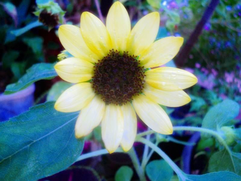 Rosesana's Sunflower: Little Lemonade Sunflower