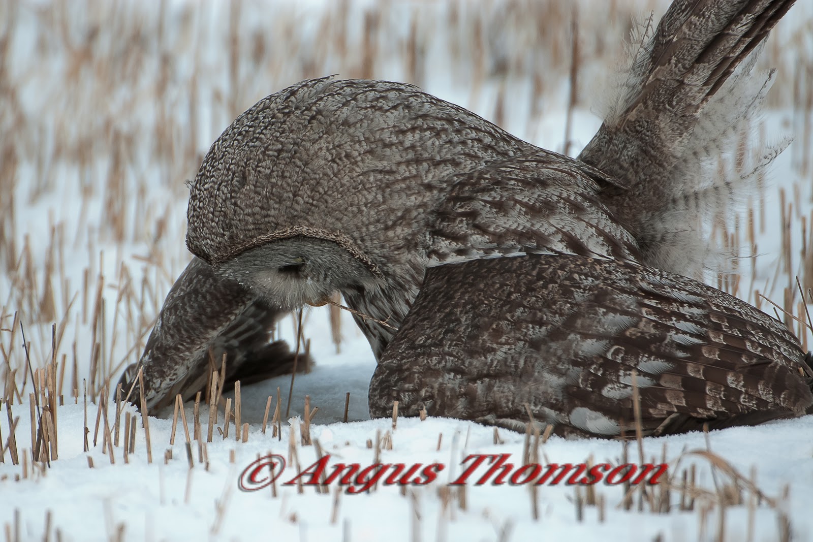 Angus-Zweden: Grote Grijze uil
