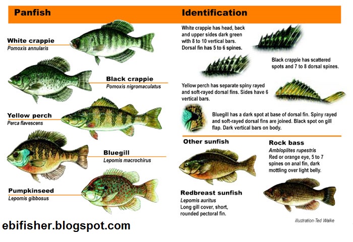 Ebi Fisher: خانواده ماهیان Panfish