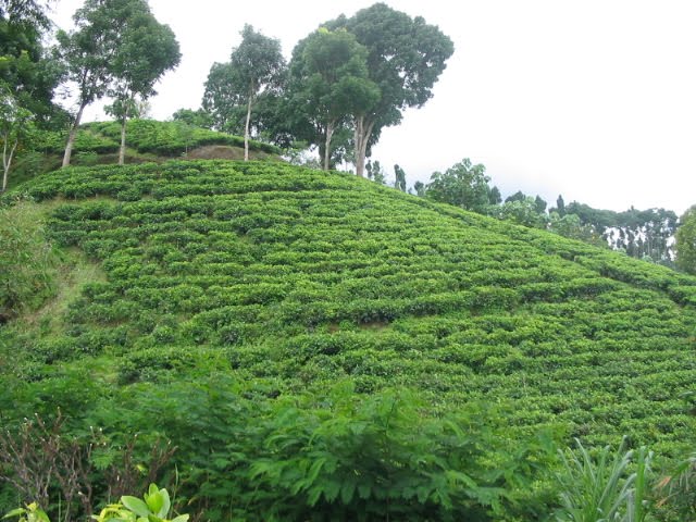 Indahnya Panorama di Kebun Teh Kertowono - Lumajang - Kompasiana.com