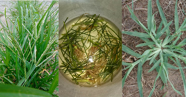 PARAGIS Nakakagamot ng ibat-ibang uri ng sakit tulad ng Diabetes ...