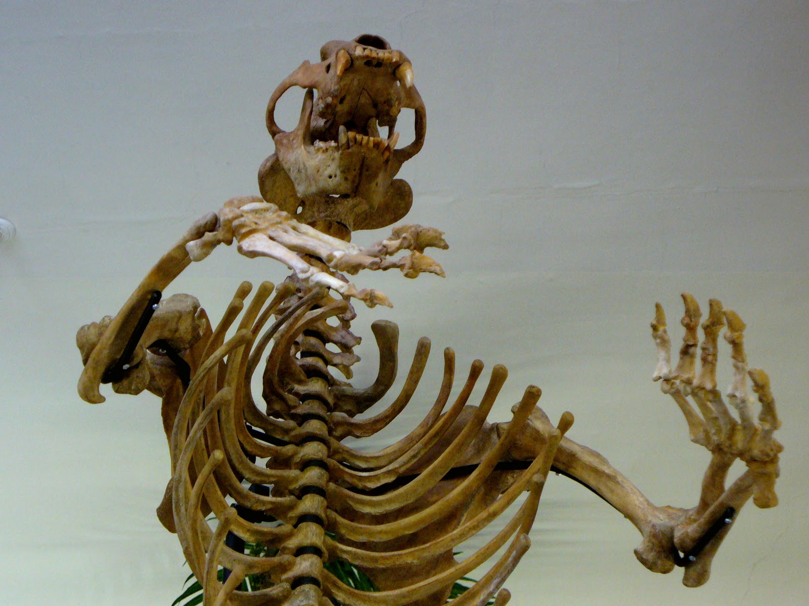 Dave Hubble's ecology spot: The Truth of the Tooth: Cave Bear dentition ...