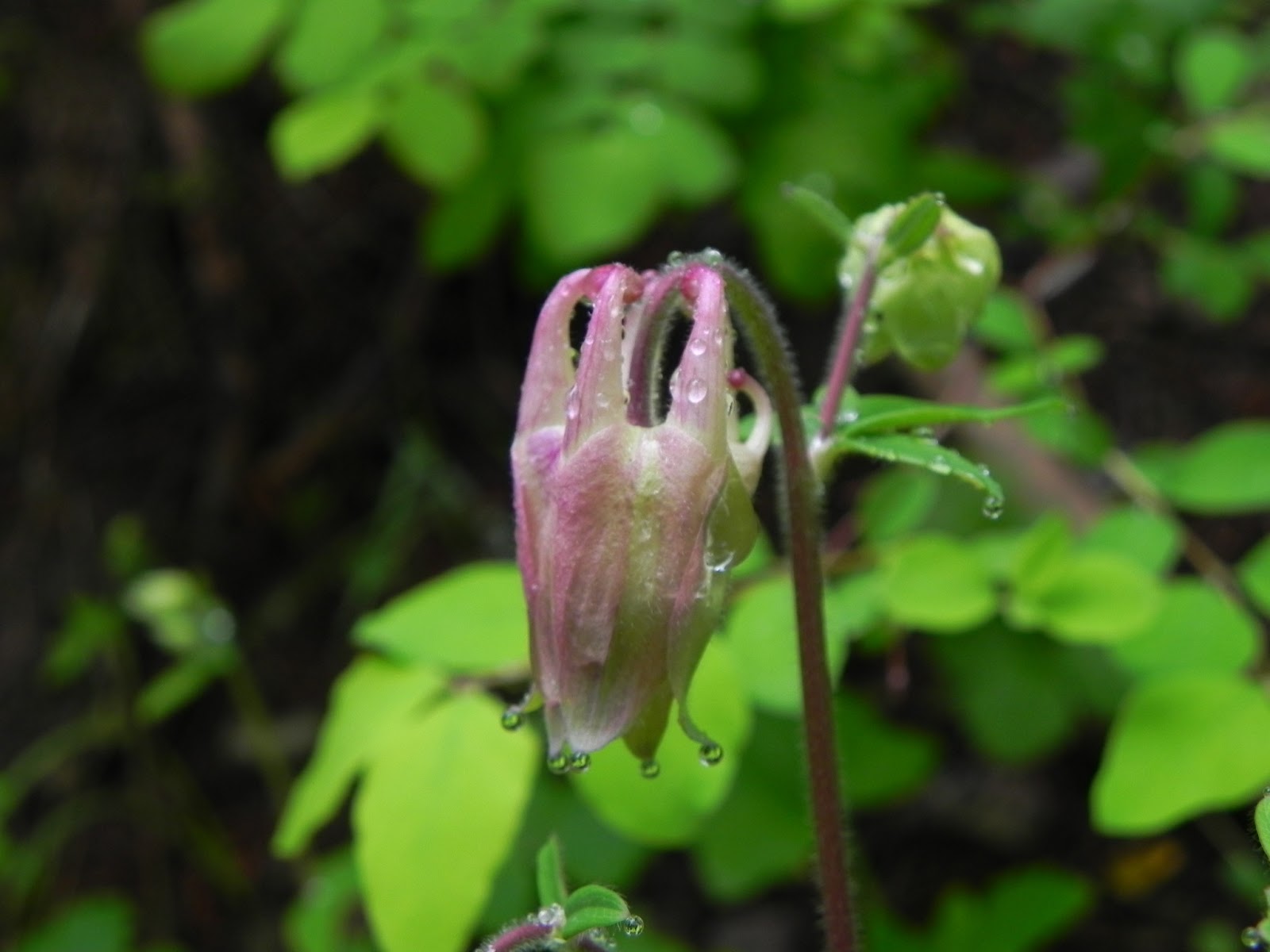 Wildflower Wanderings: Flower Ecstasy on June 1st; Installment 1