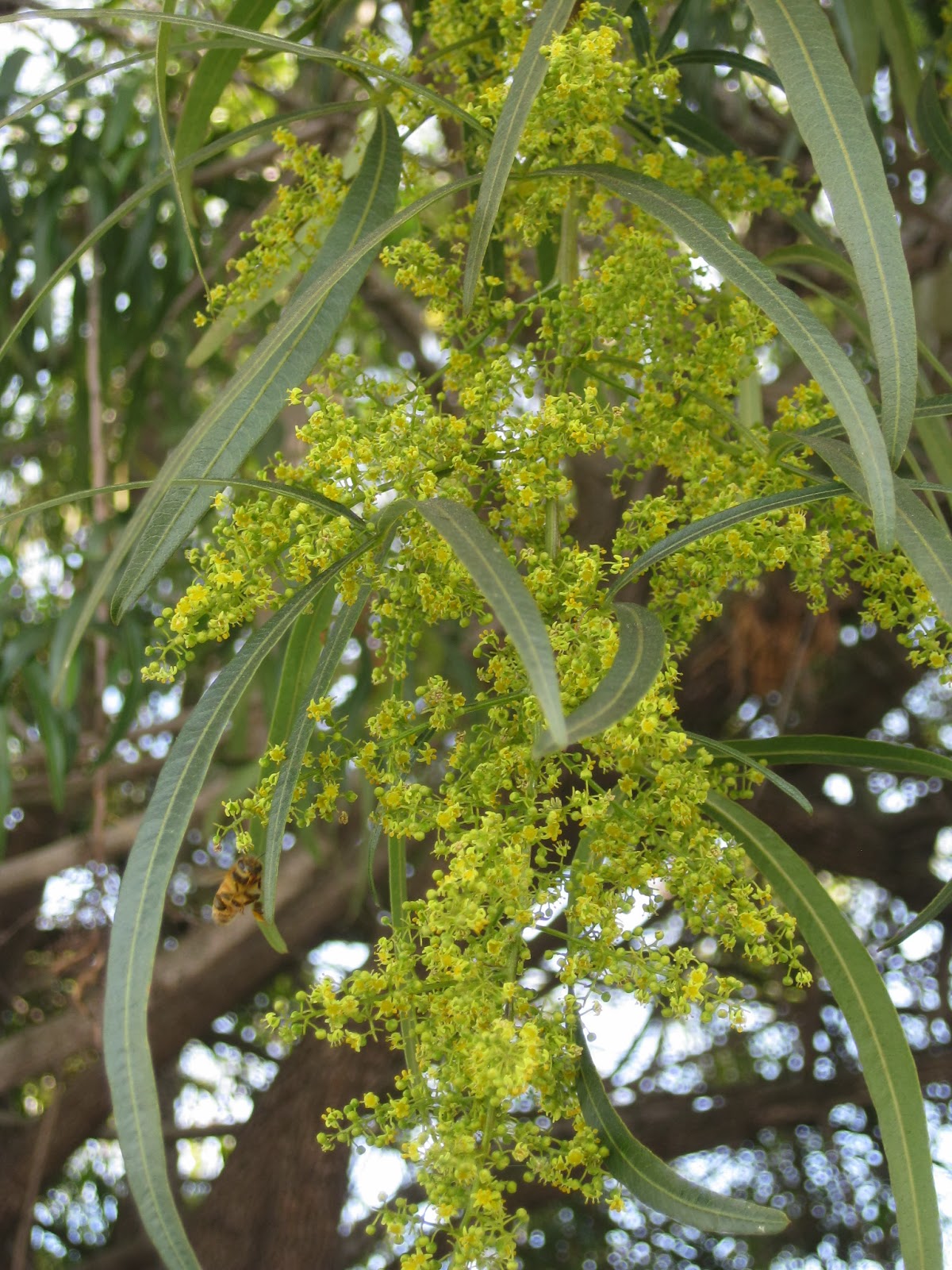 Trees of Santa Cruz County: Rhus lancea - African Sumac