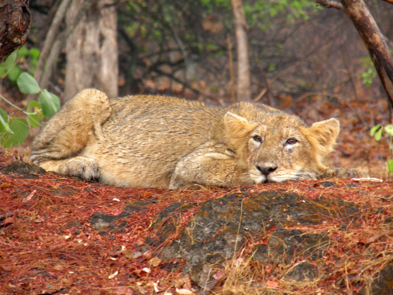 Nisarga Vidnyan Sanstha: Jungle Trail of Gir National Park and Wildlife ...