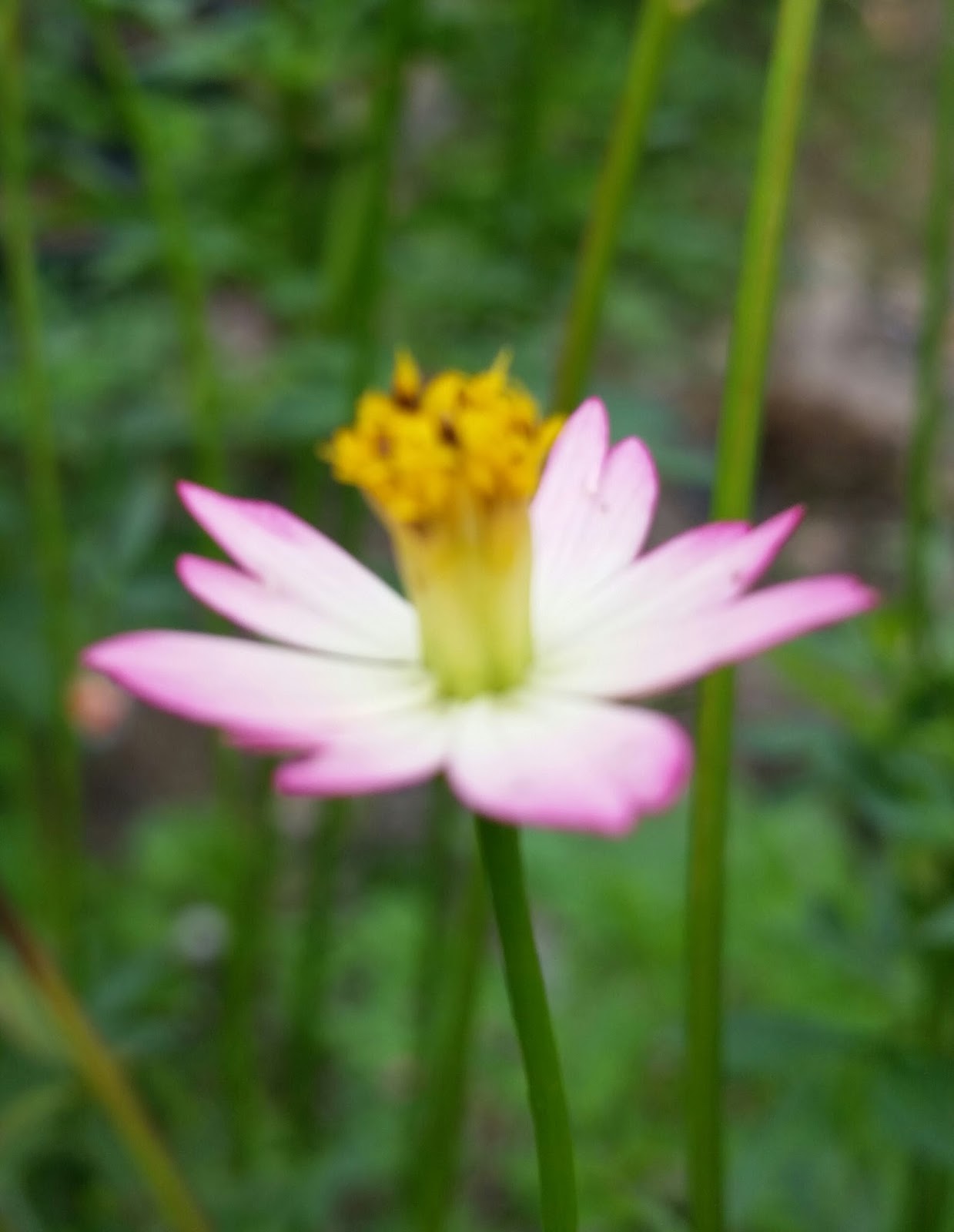 Warisan Petani: Pokok Ulam Raja