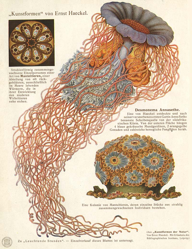 UrbA // ActU: "Art Forms of Nature", The Ernst Haeckel Collection