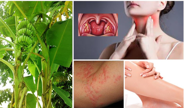 Wonder Fruits, Plants and Seeds: Ito pala ang Magandang Dulot ng Dahon ...