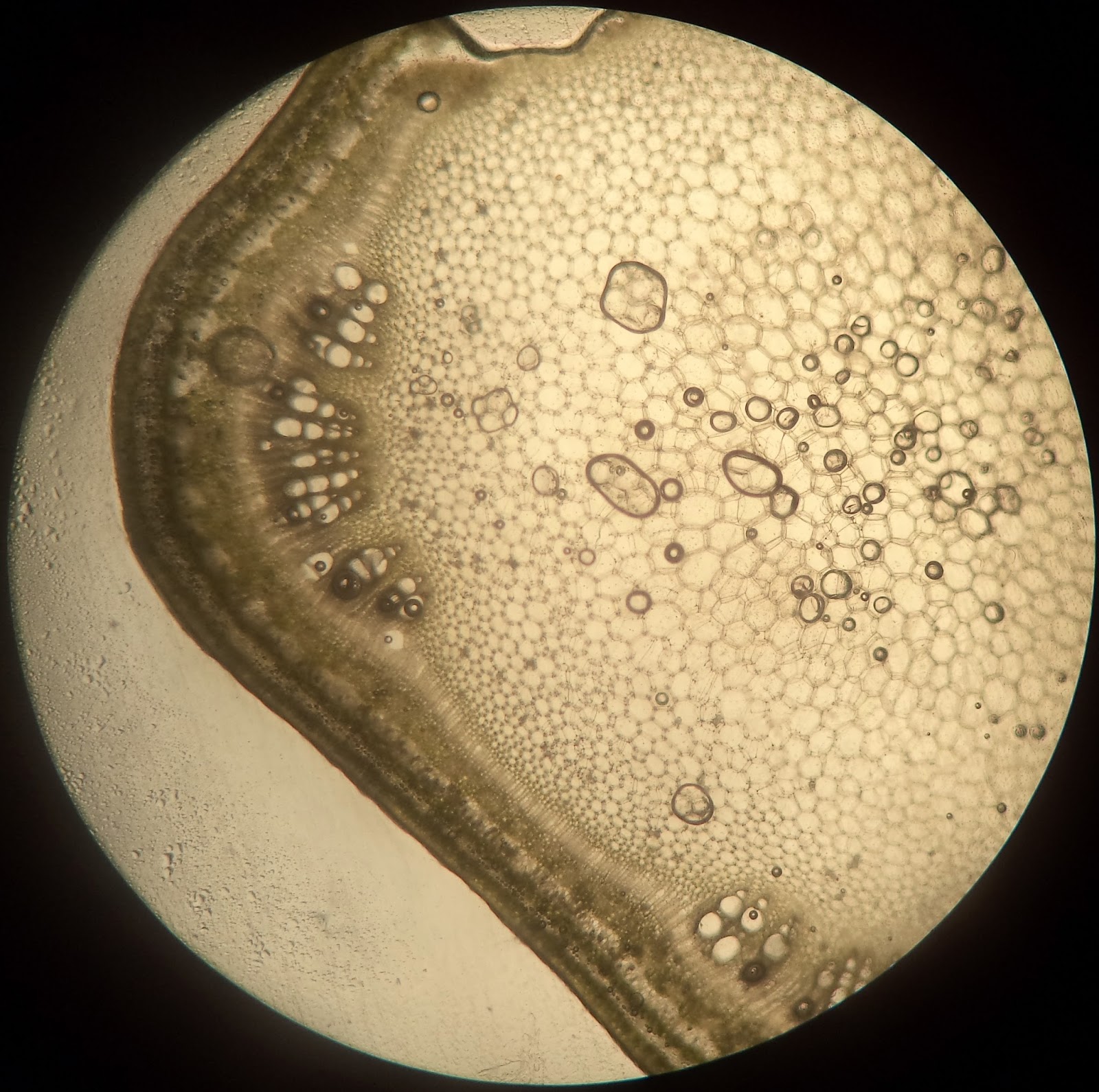 praktikum: Juni 2014