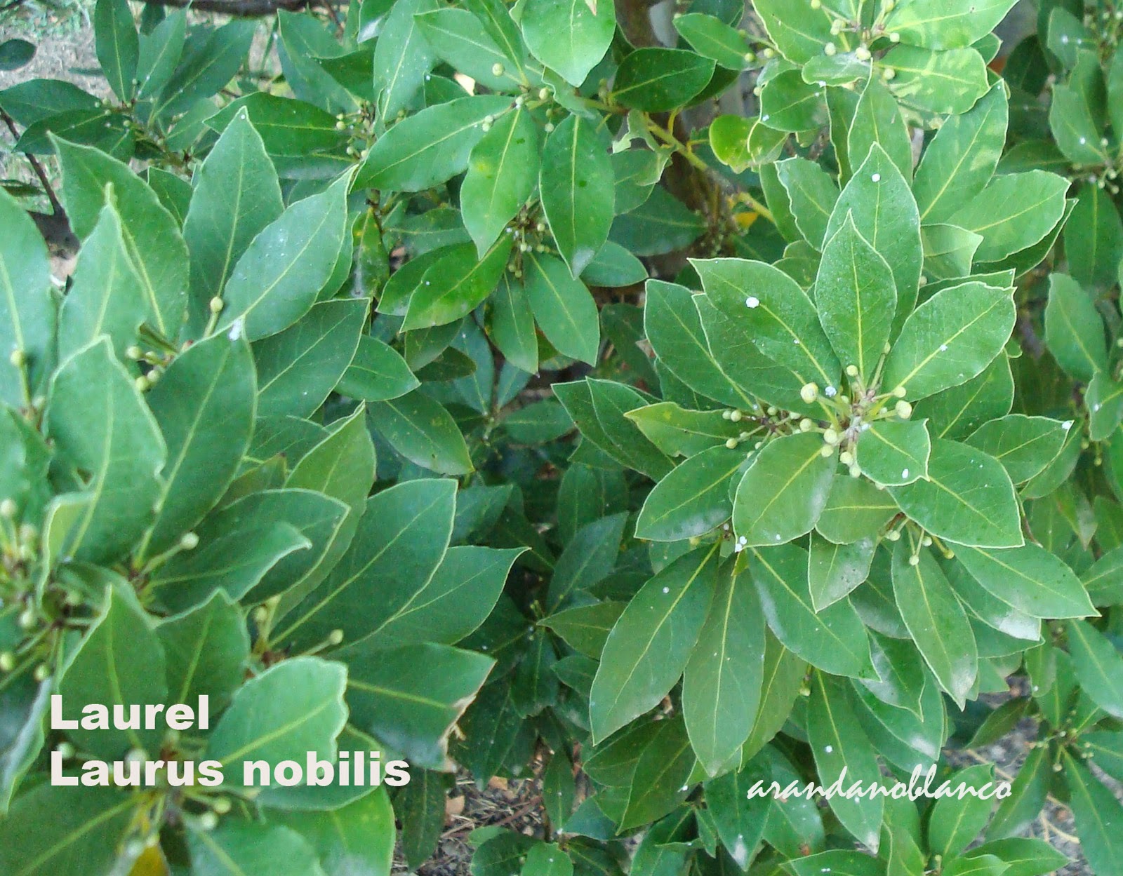 parquealamillo-encinarosa: Laurus nobilis / Laurel - En el Vivero del ...