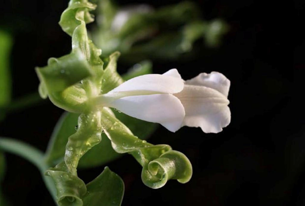 ORQUIDEAS MEXICANAS: Vanilla inodora