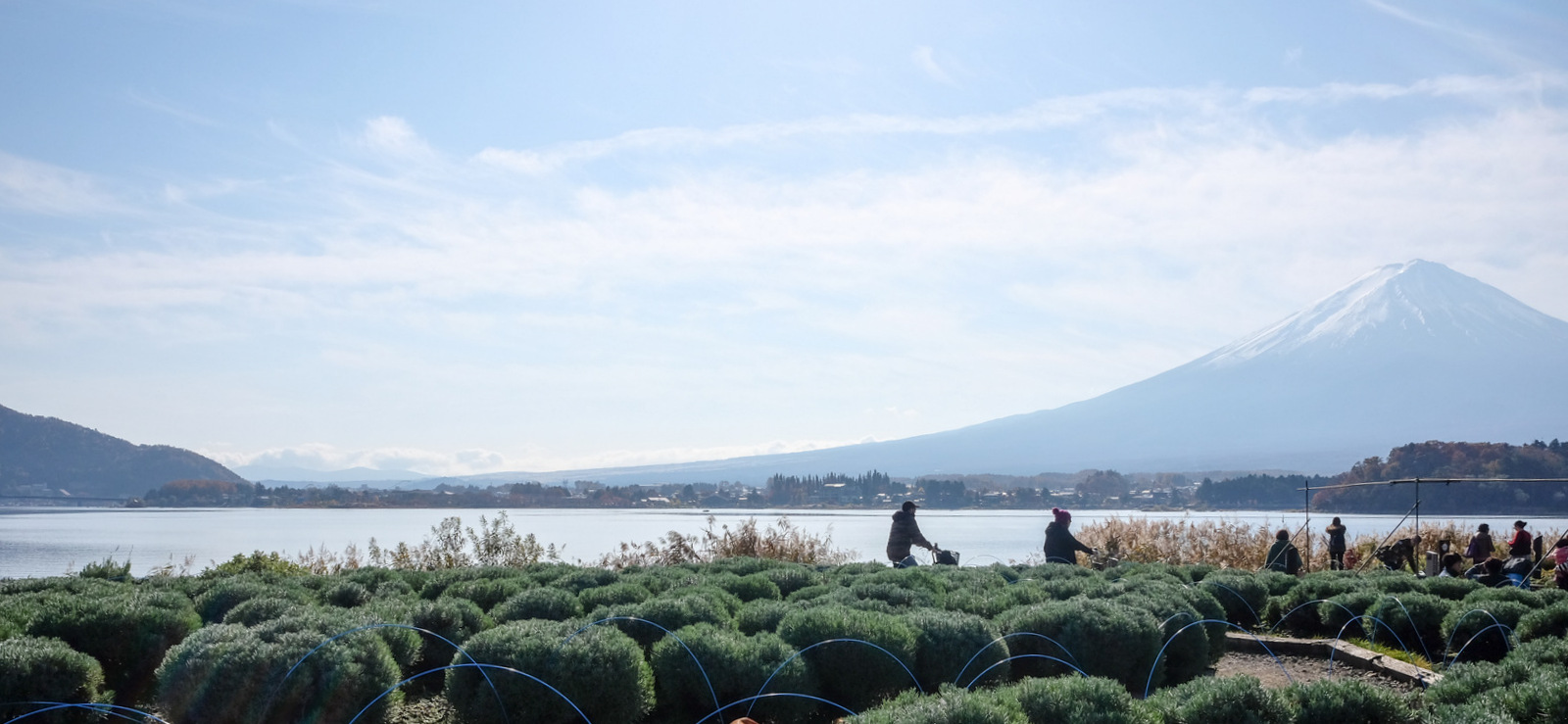Eat Drink KL | Mount Fuji Soft Serves @ Japan