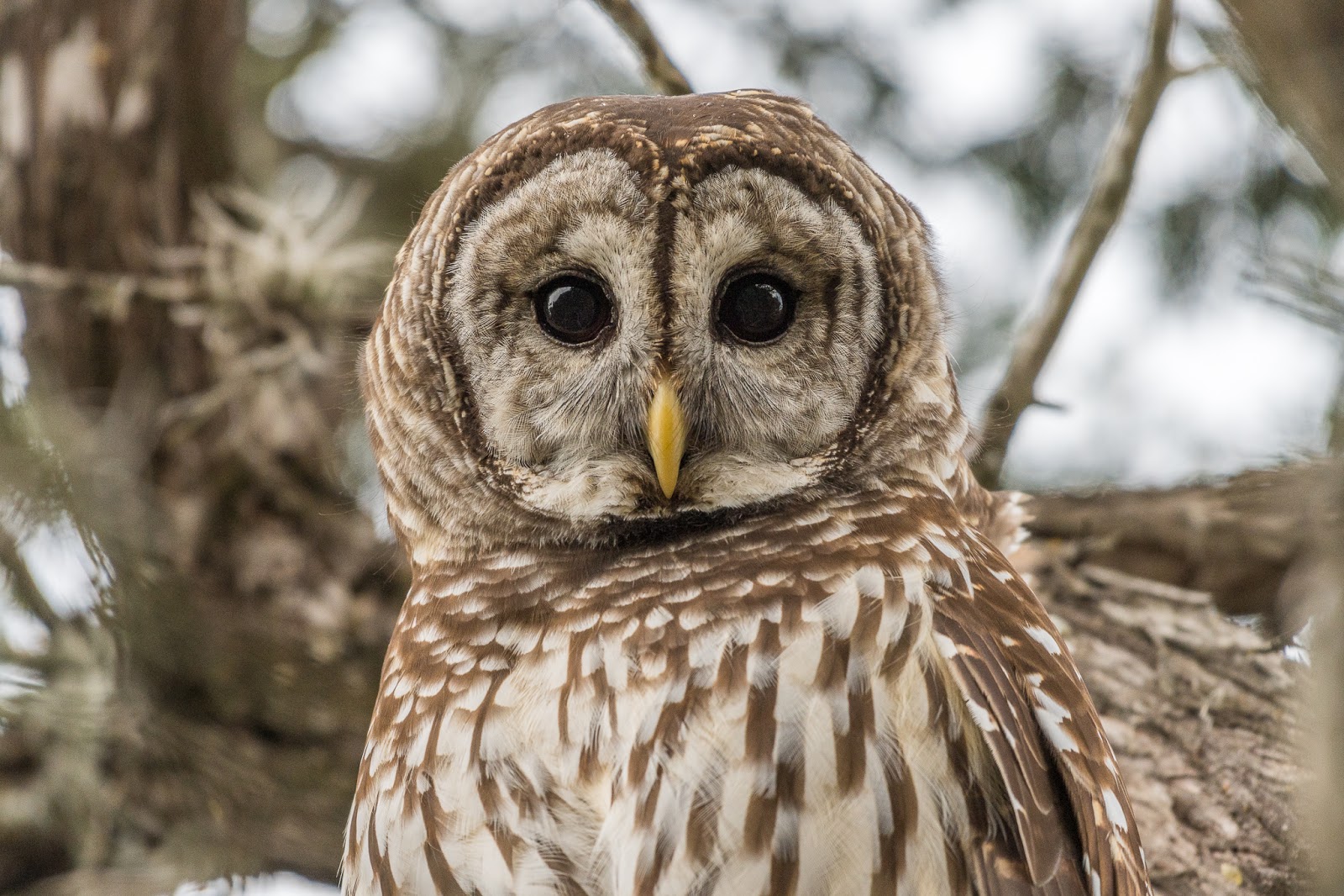 NeoVista Birds and Wildlife: March 2018