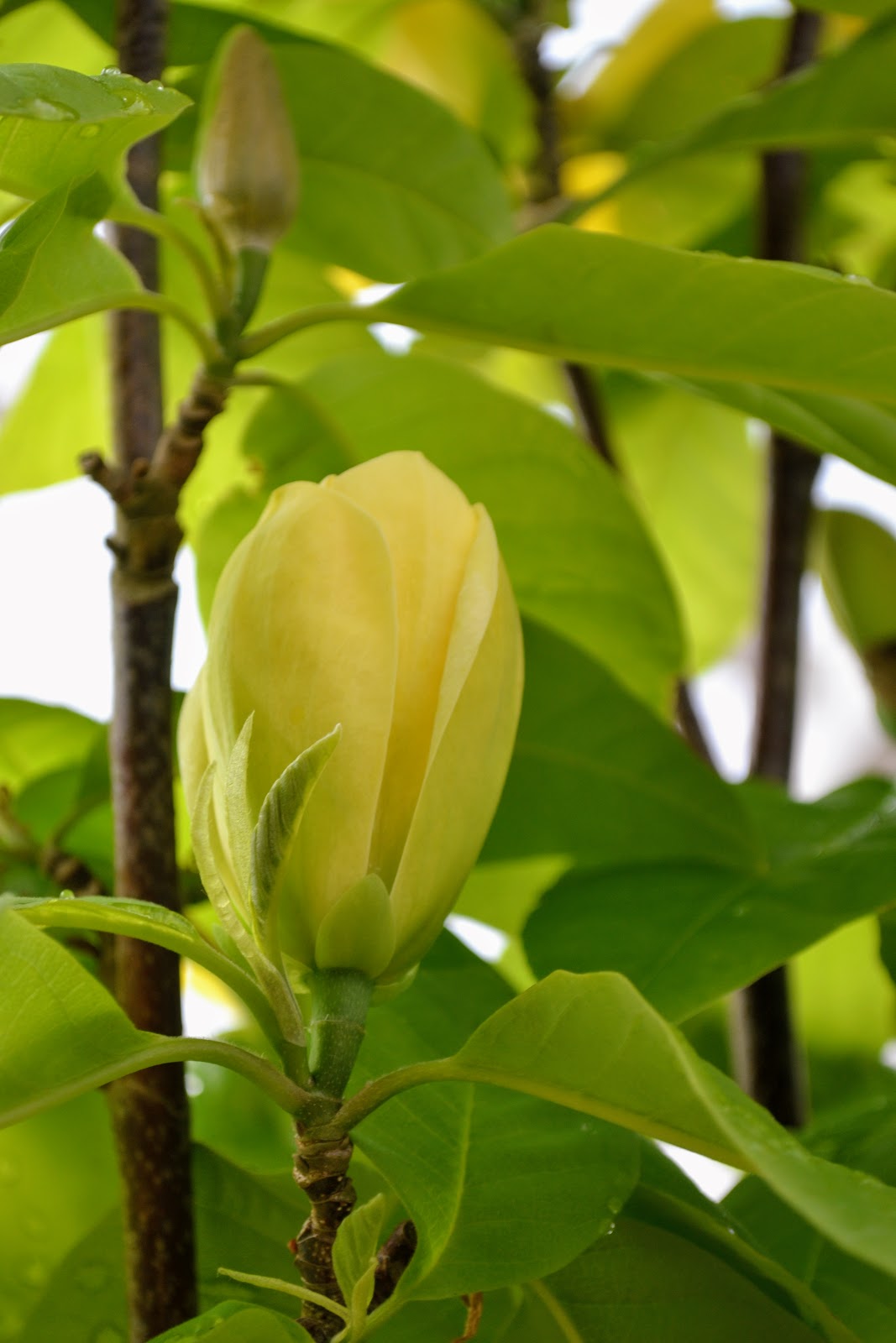 The Outlaw Gardener: The Sad News - A Last Look at Furney's Nursery