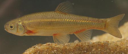 Achondrostoma - Alchetron, The Free Social Encyclopedia