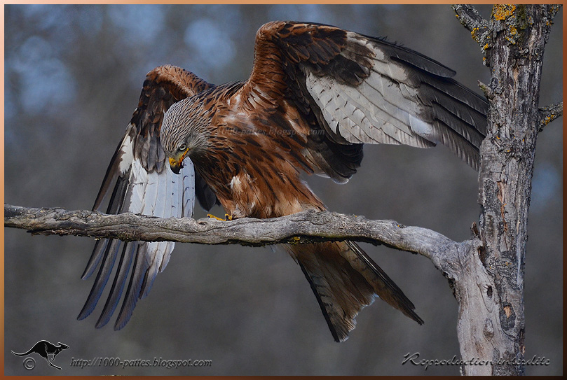 WILDLIFE GATEWAY: Milan royal et mirador - Milvus milvus