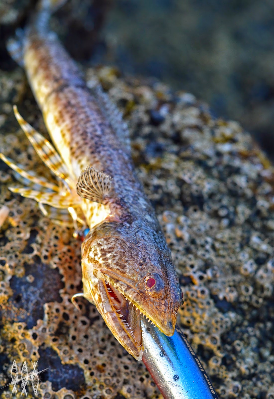 lure mad: Fishing in Lanzarote