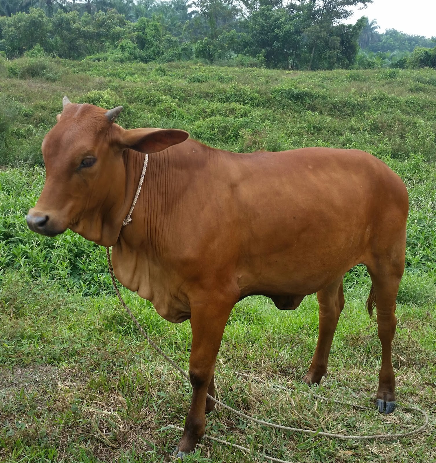 Warisan Petani: Ternakan Lembu 2