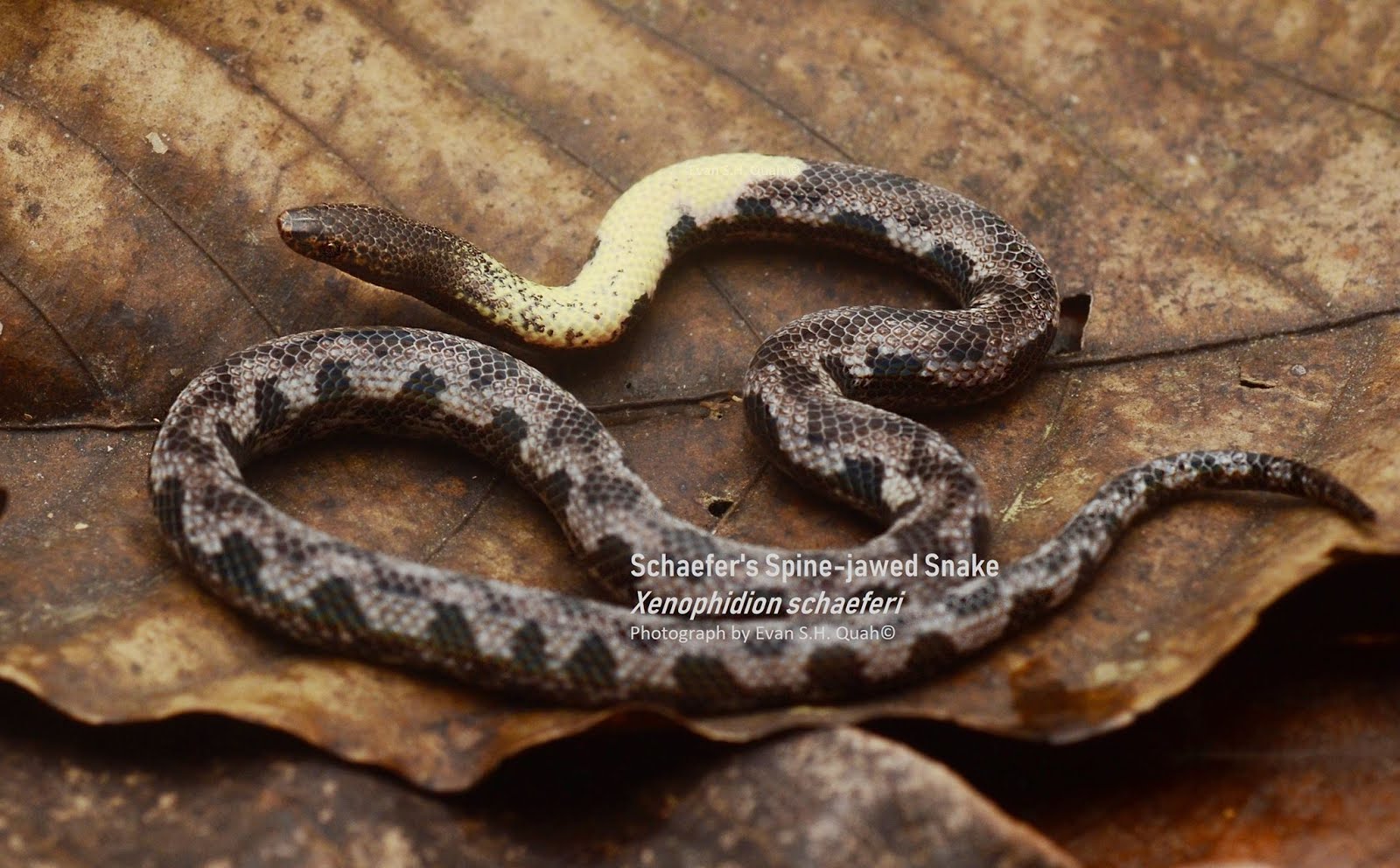 Species New to Science: [Herpetology • 2018] The Rediscovery of ...