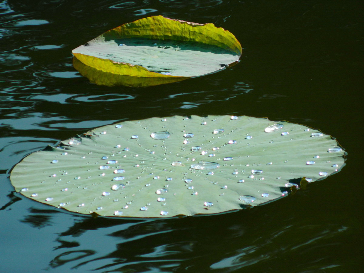 LA MULTI ANI, ROMANIA!: Frunze de nuferi
