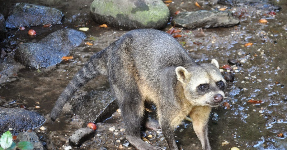ZOOTOGRAFIANDO (MI COLECCIÓN DE FOTOS DE ANIMALES): MAPACHE CANGREJERO ...