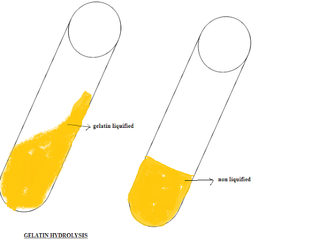 SENTHIL PRABHU SIVASAMY: Gelatin Hydrolysis Test