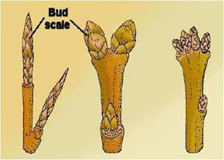 MAKALAH FISIOLOGI TUMBUHAN “DORMANSI” - findfonet