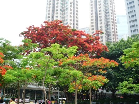 Hong Kong Travel Blog: Red Trees in Hong Kong