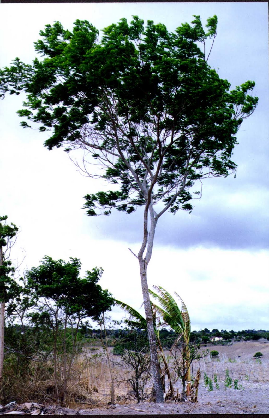 Angico - Anadenanthera