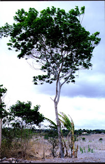 Angico - Anadenanthera