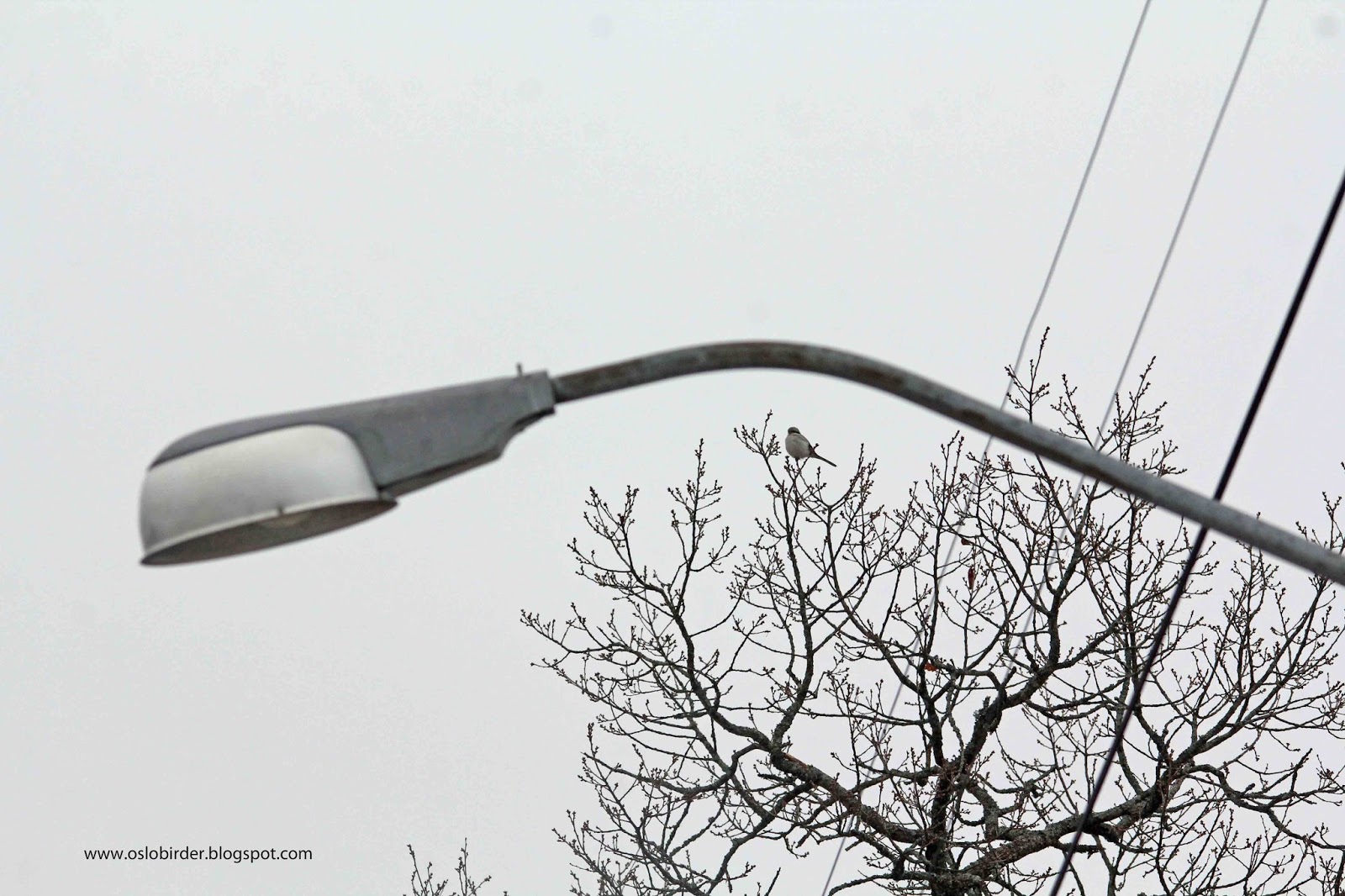 OSLO BIRDER: Butcher bird