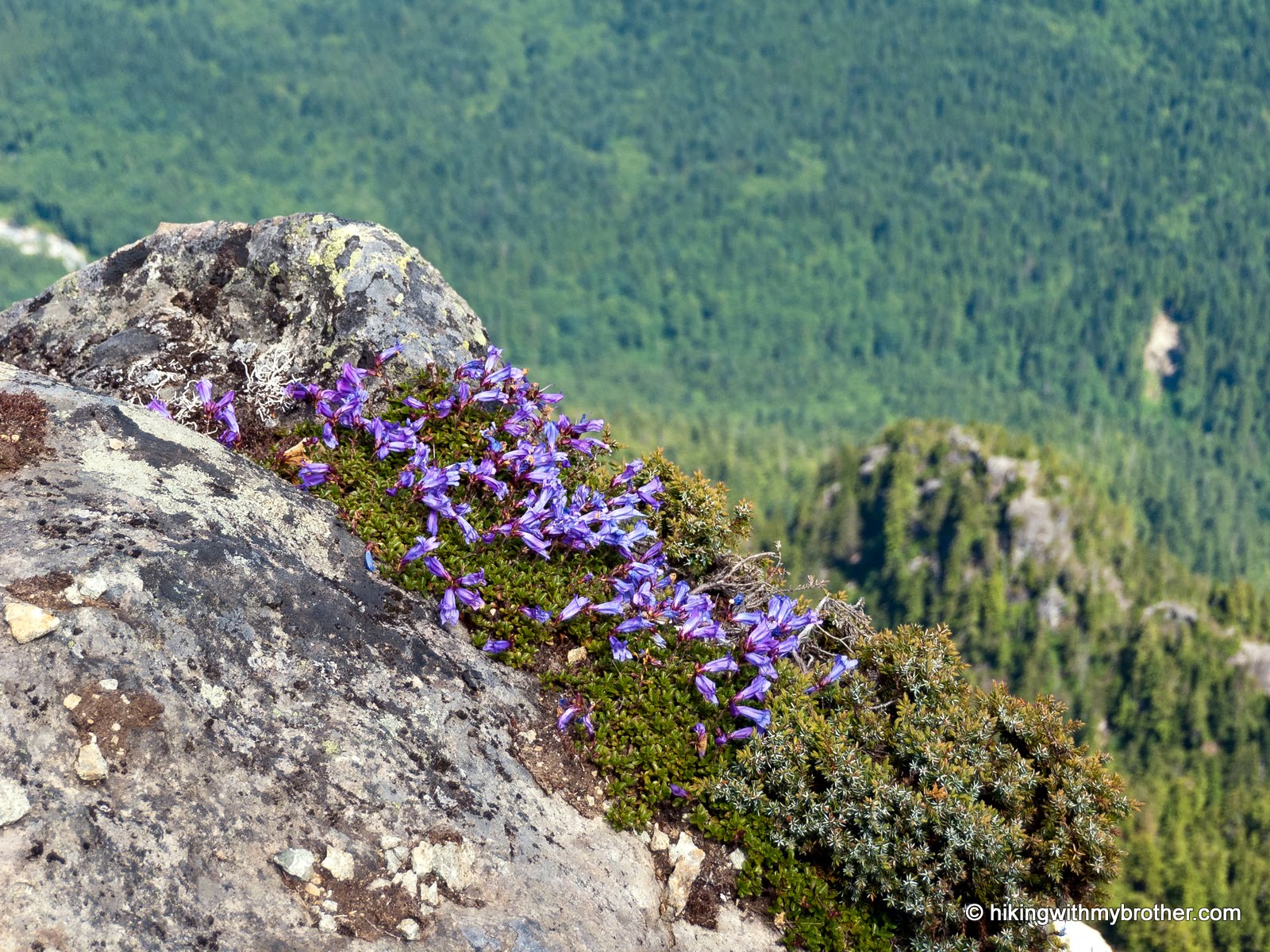 Mount Persis Trail | Hiking with my Brother