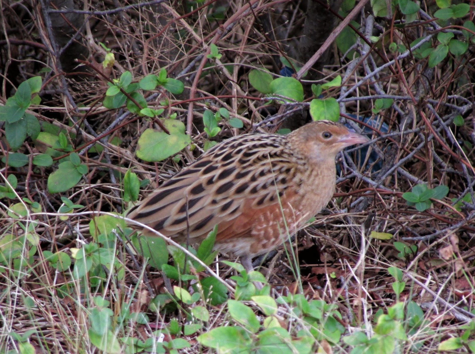 Long Island Birding: Ocean Parkway: Corn Crake