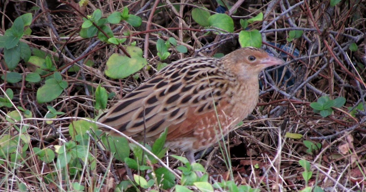 Long Island Birding: Ocean Parkway: Corn Crake