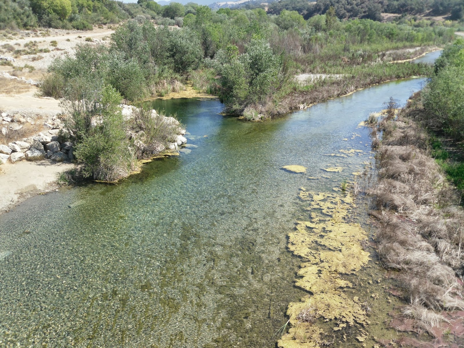Southland Beaver: Beaver Safari on the Santa Ynez River