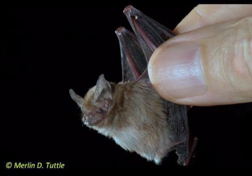 Bumblebee Bat
