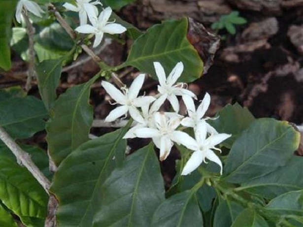 28+ Bunga Nasional Negara