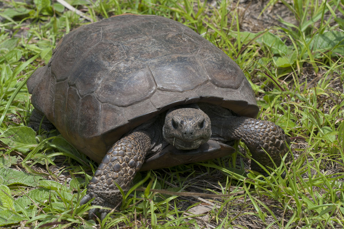 Yorkshire Field Herping and Wildlife Photography: May 2012